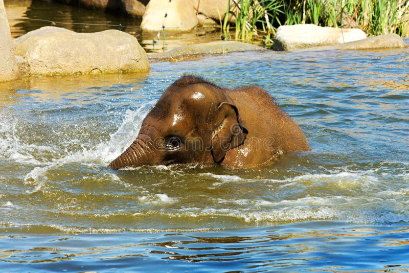 Elephant in water stock photo. Image of cute, maximus - 54392770