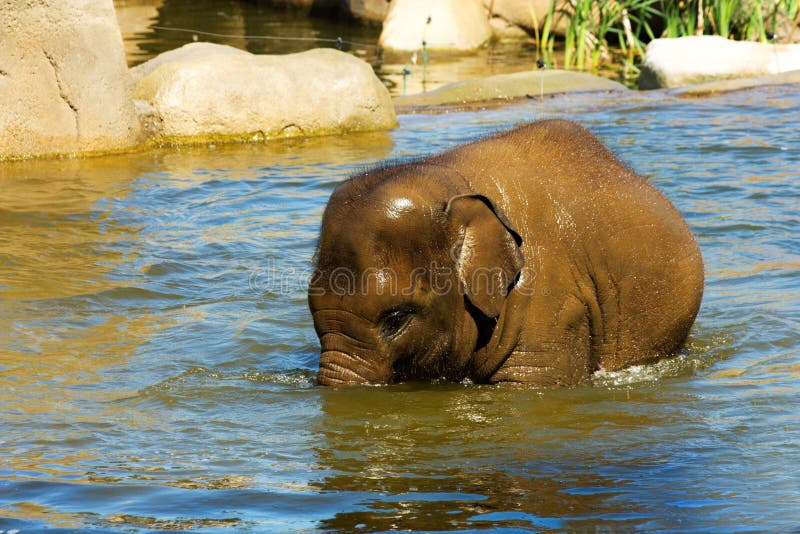 Elephant in water stock photo. Image of skin, safari - 54393632