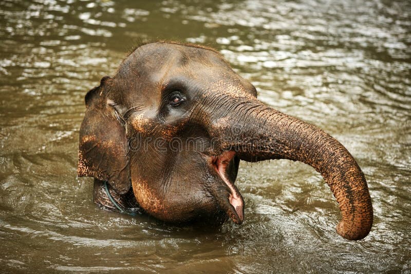 The elephant in water stock photo. Image of bathes, african - 45667606