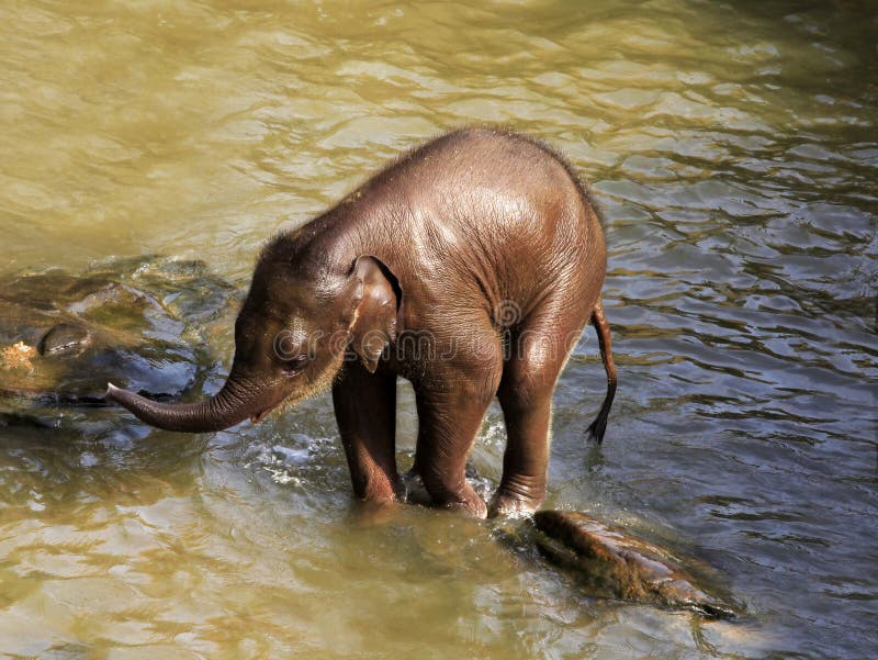 Elephant in water stock image. Image of dense, covered - 53029537