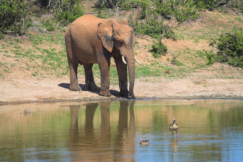 Elephant by watering hole stock image. Image of scenic - 647851