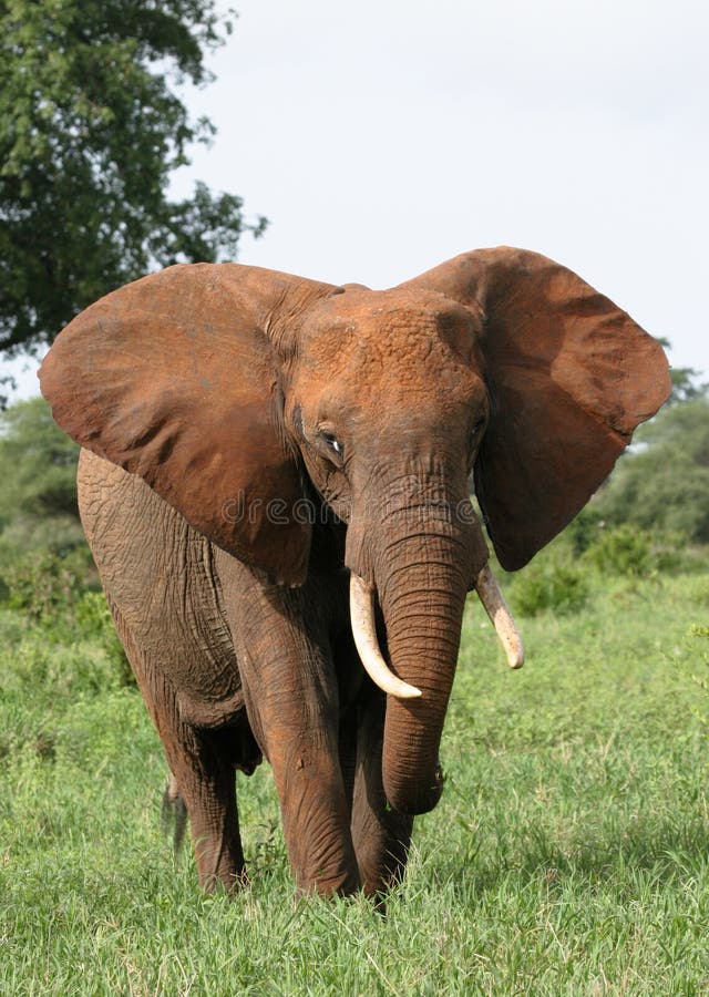 Elephant stock photo. Image of flapping, africa, safari - 45455462