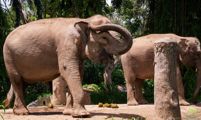 Elephant Waving on Passerby Stock Image - Image of africa, elephant ...