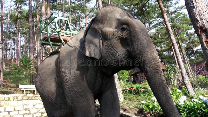 Elephant Waving with Trunk, Ears and Tail Stock Video - Video of ...
