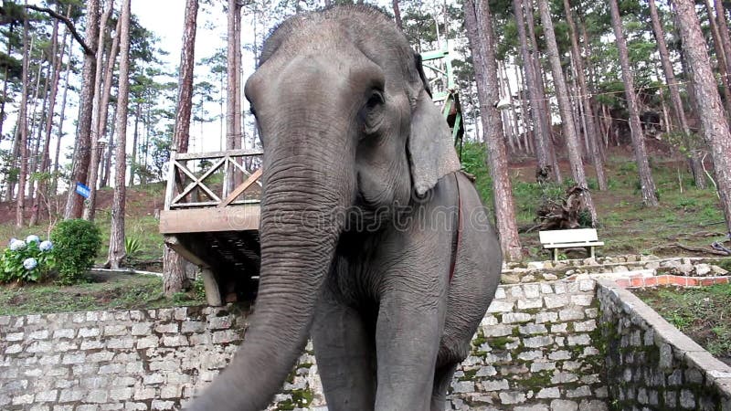 Elephant Waving with Trunk, Ears and Tail Stock Video - Video of ...