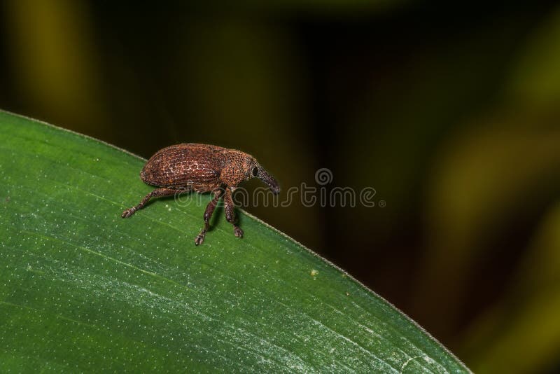 Elephant Weevil insect stock image. Image of weevil, green - 76448639