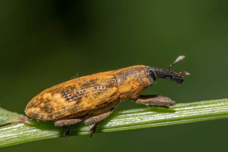 Elephant Weevil Orthorhinus Cylindrirostris) Insect Stock Image - Image ...