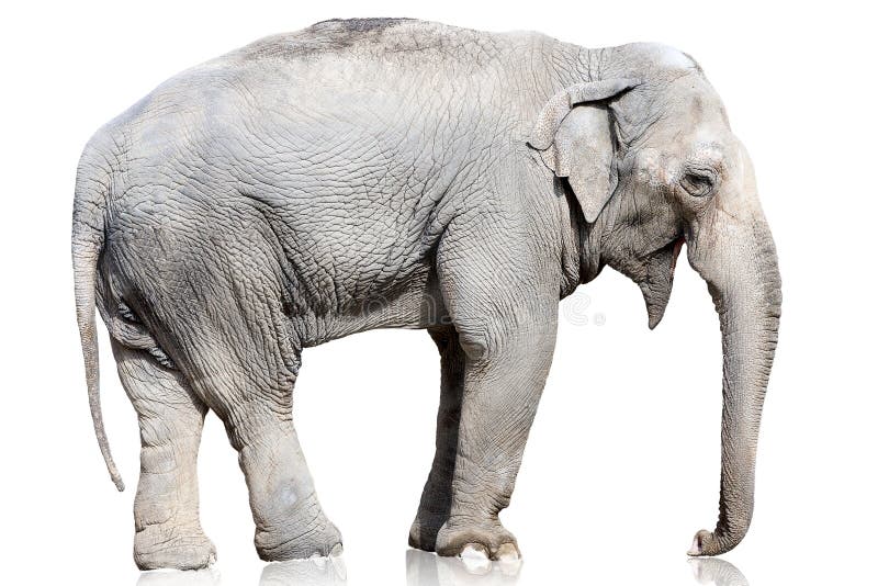 Paisley Elephant Stock Photos - Free & Royalty-Free Stock Photos from ...