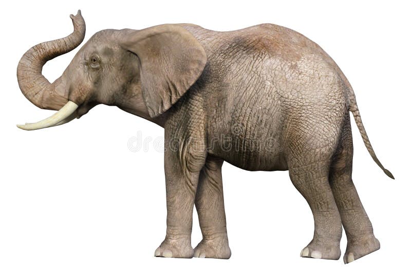 Elephant on white stock photo. Image of nature, large - 263961808