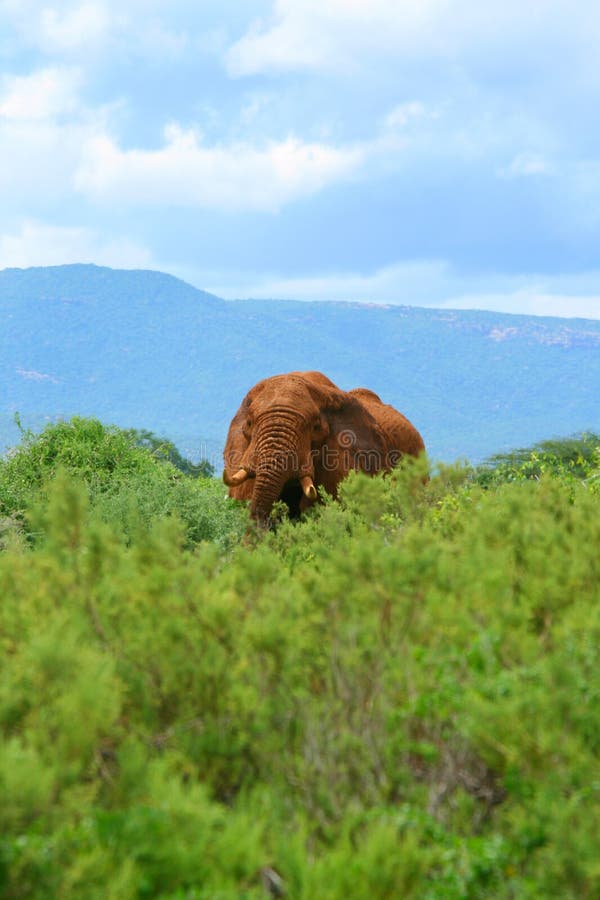 Elephant in the wild stock image. Image of graze, nature - 10427009