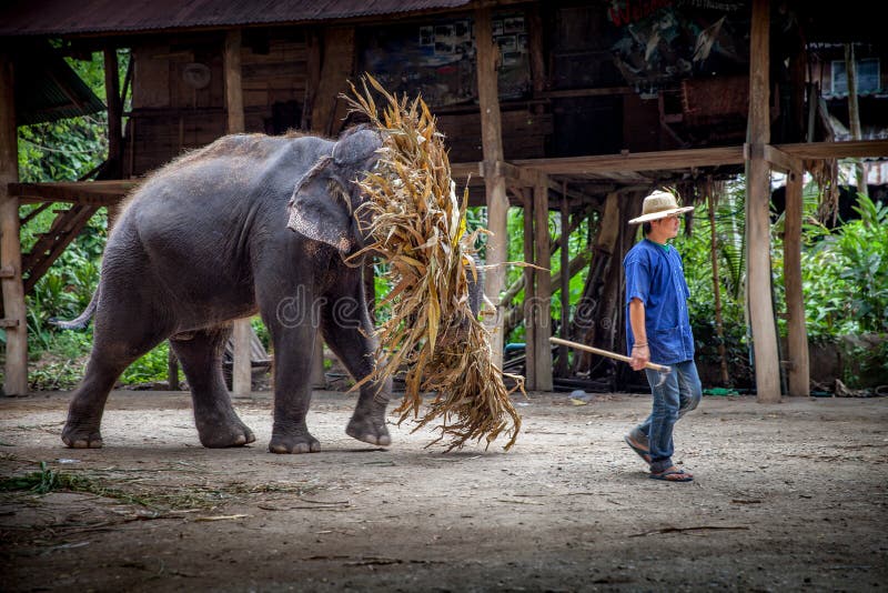 Elephant at work editorial photography. Image of animal - 59942277