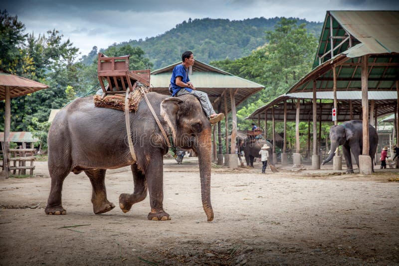 Elephant at work stock photo. Image of loxodonta, schuften - 669840