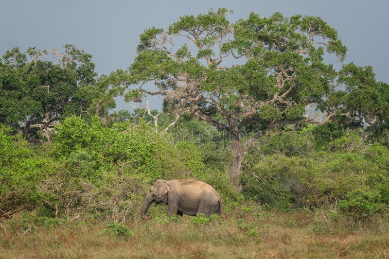 Elephant in Yala National Park, Sri Lanka Stock Image - Image of ...