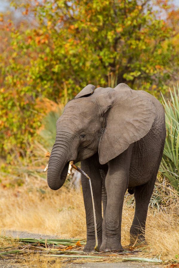 181 Elephant Eating Plants Stock Photos - Free & Royalty-Free Stock ...