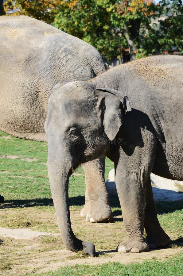 Elephant stock photo. Image of strong, animal, mammal - 34568944