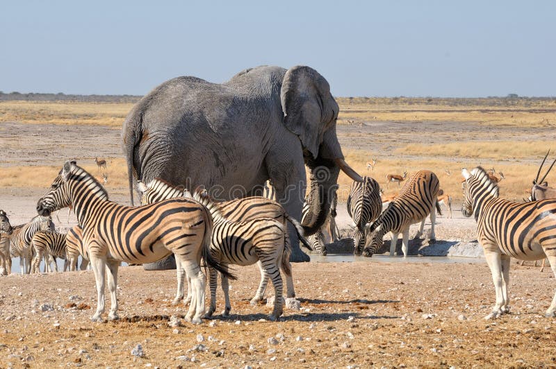 Elephant and zebras stock photo. Image of drink, ivory - 28556530