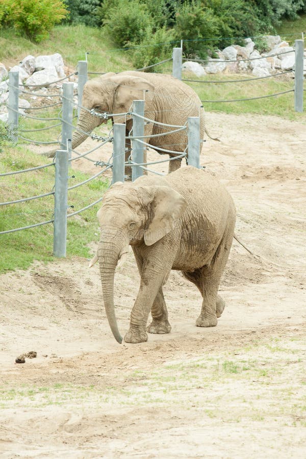 An elephant at the zoo stock photo. Image of view, walk - 34012516