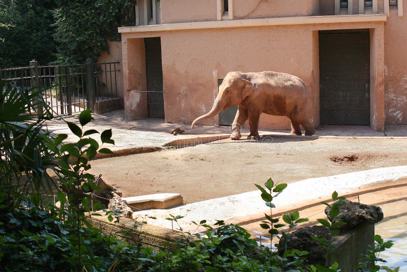 Elephant at zoo stock image. Image of trunk, brown, national - 66040443