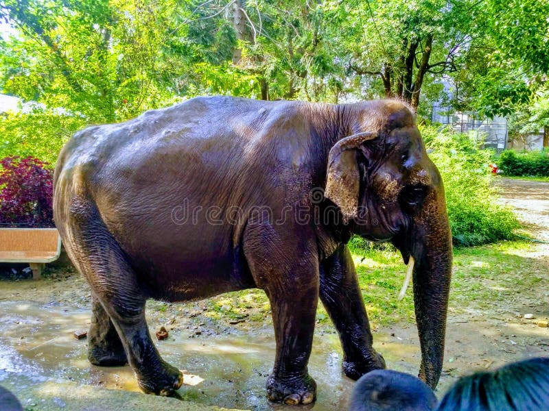 Elephant stock photo. Image of trunk, horn, elephant - 152994476