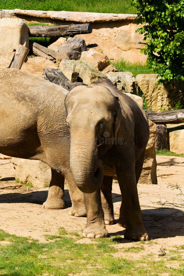 Elephant stock photo. Image of animals, front, area, head - 54241240