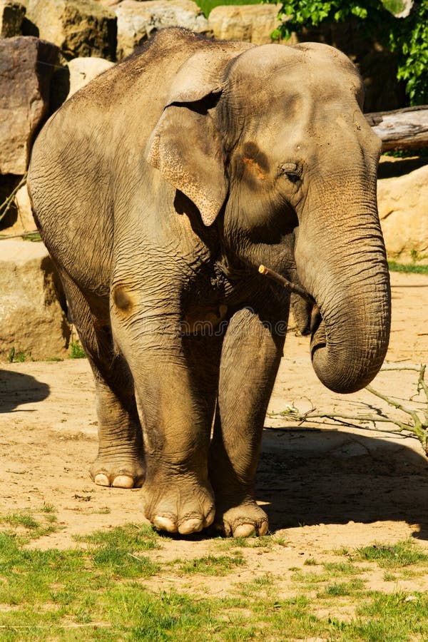 Elephant Picture. Image: 54242924