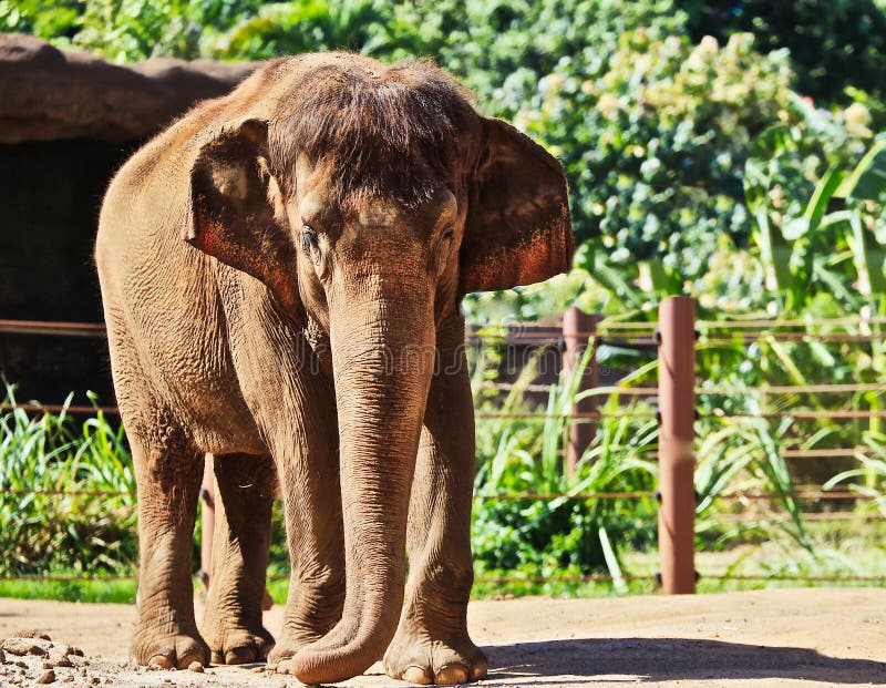 Elephant zoo stock image. Image of elephant, large, view - 136337983