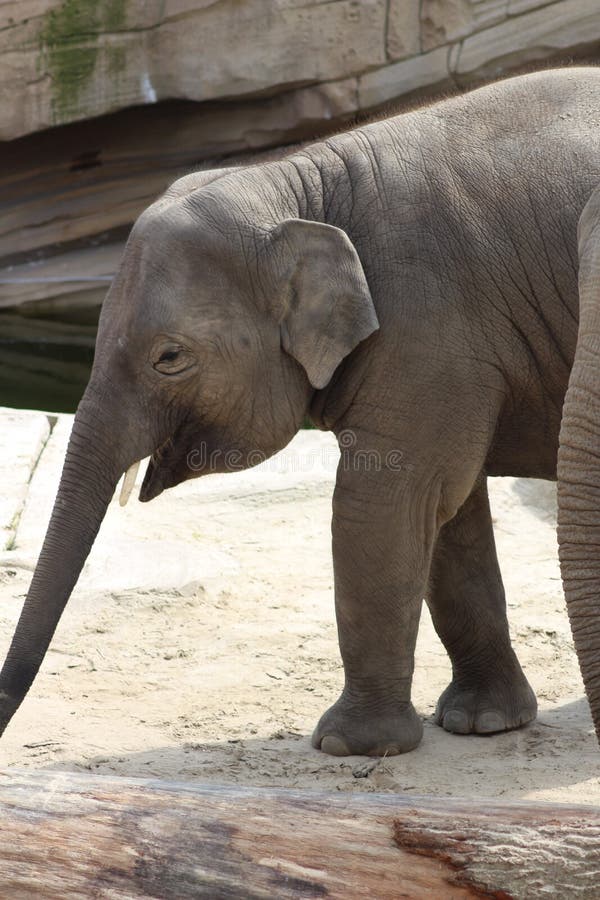Elephant stock photo. Image of europe, tusk, holland - 91248102