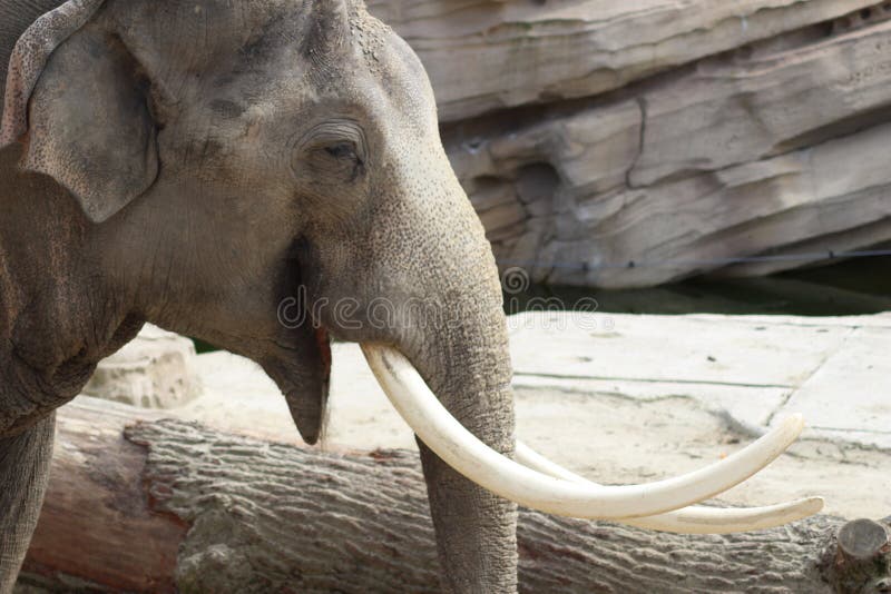 Elephant stock photo. Image of drenthe, wildlife, elephant - 91248128