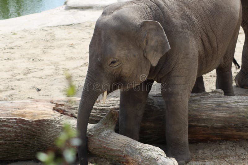 Elephant stock image. Image of europe, holland, netherlands - 91248129