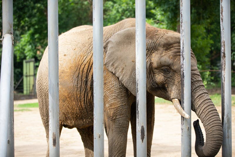 Elephant in a zoo stock image. Image of nature, grey - 254216375