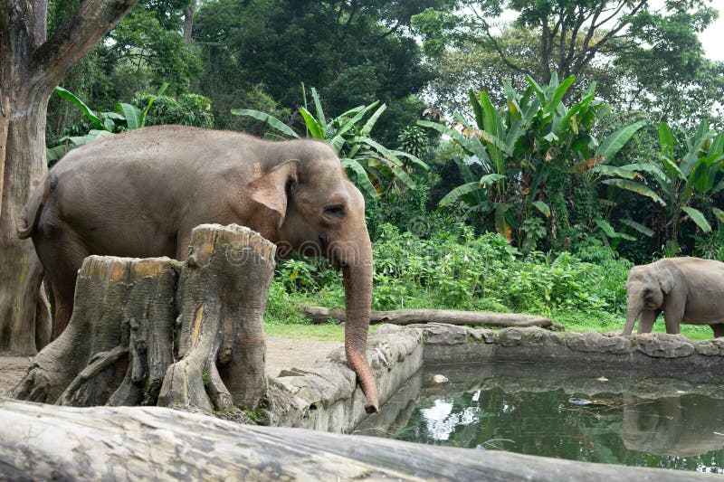 336 Elephant Water Pond Jungle Stock Photos - Free & Royalty-Free Stock ...