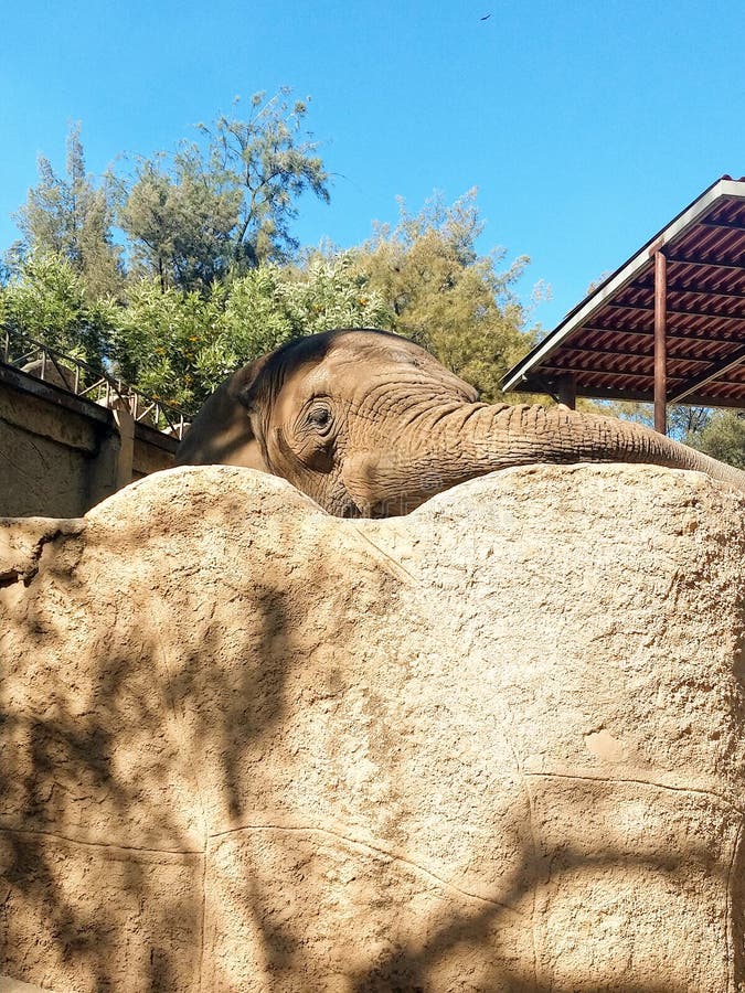 Elephant Zoo Sunbathing Animals Expressionless Stock Image - Image of ...