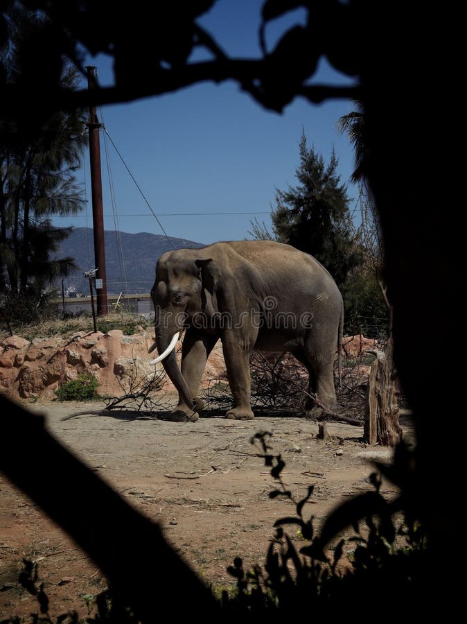 Elephant in the Zoo, Vertical Stock Photo - Image of nature, mammal ...