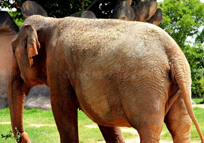 The Elephant Turns Its Back and Walks Away. Stock Photo - Image of ...