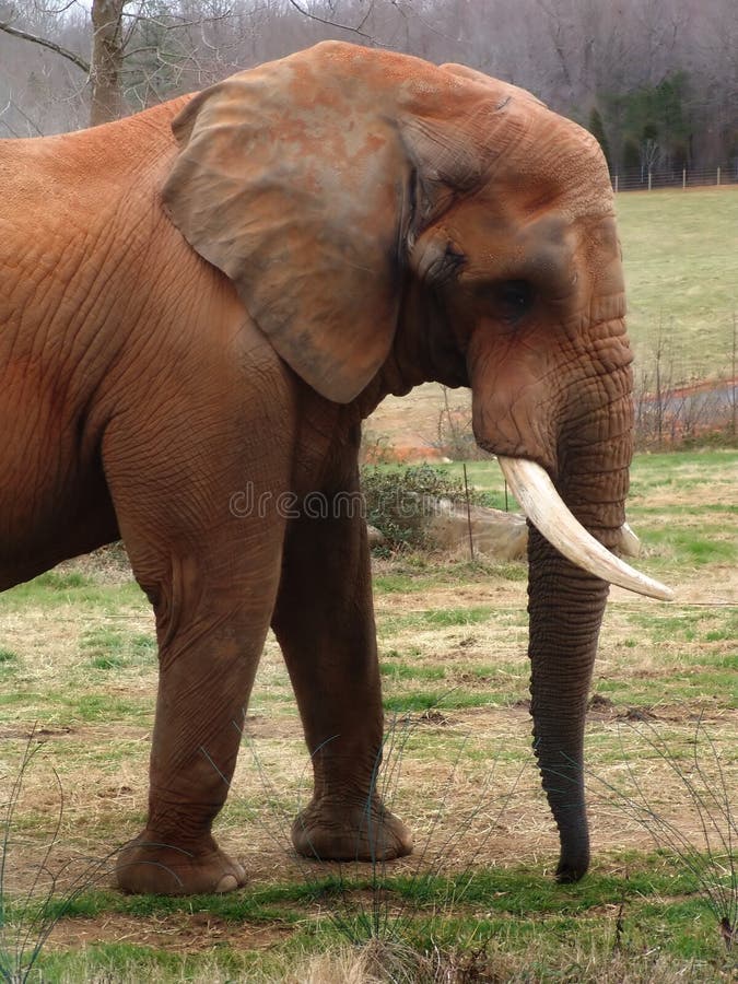 Elephant5 stock image. Image of circus, skin, tusk, wrinkles - 544823