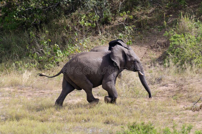 Angry African Elephant Charging Stock Photo - Image of elephants ...