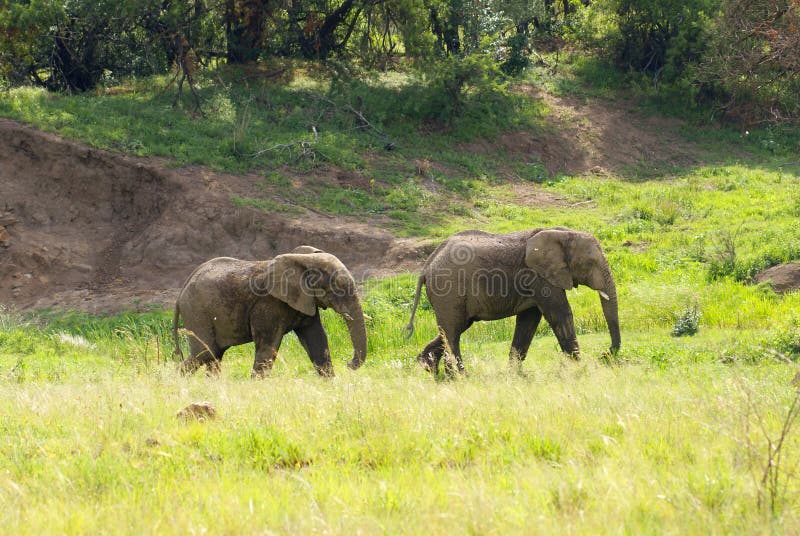 Elephants stock image. Image of massive, heavy, wildlife - 10769937