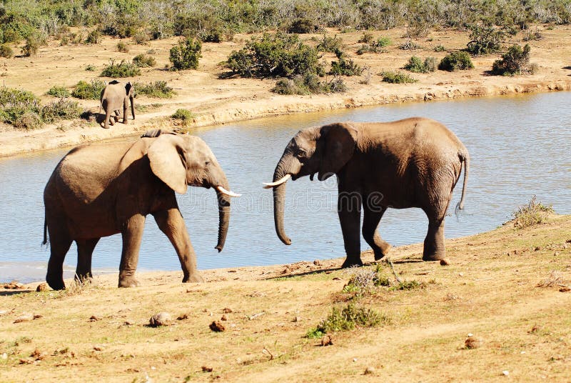 Baby Squaring Up Stock Photos - Free & Royalty-Free Stock Photos from ...