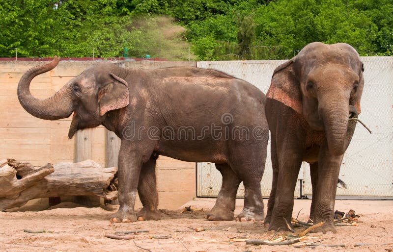Proud Rooster stock photo. Image of adult, poultry, colours - 15669528
