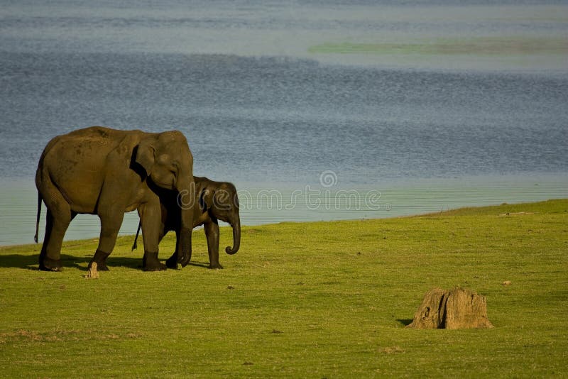 Elephants stock image. Image of mother, elephants, together - 19613221