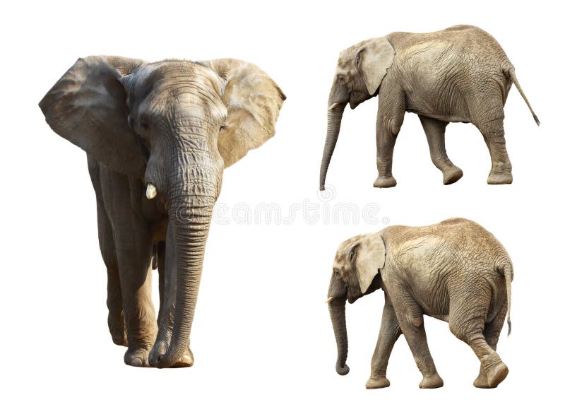 Side View of Asian Elephant Playing Isolated White Background Us Stock ...