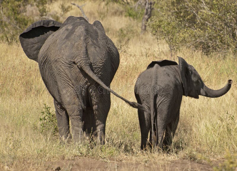 Buff Elephant Stock Photos - Free & Royalty-Free Stock Photos from ...