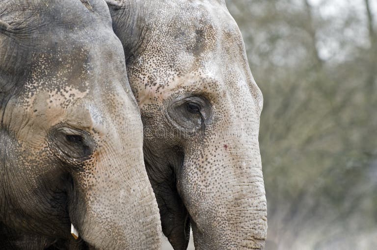 Teamwork Elephants Stock Photos - Free & Royalty-Free Stock Photos from ...