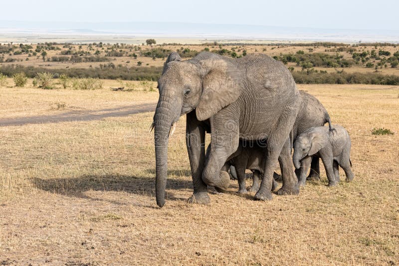 Elephants in Africa stock image. Image of conservation - 89427835
