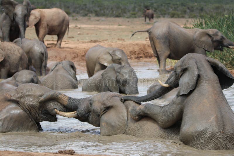 Elephants stock image. Image of party, herd, elephants - 165471729