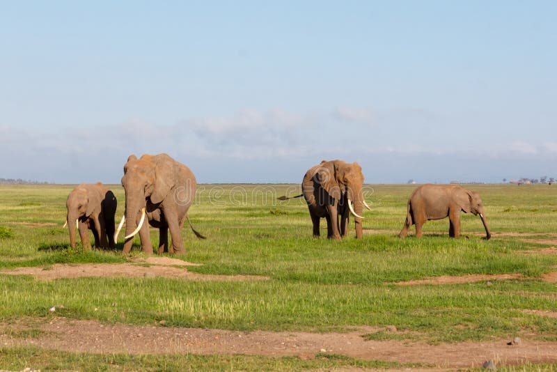 Elephants in Amboseli stock photo. Image of conservation - 67014302