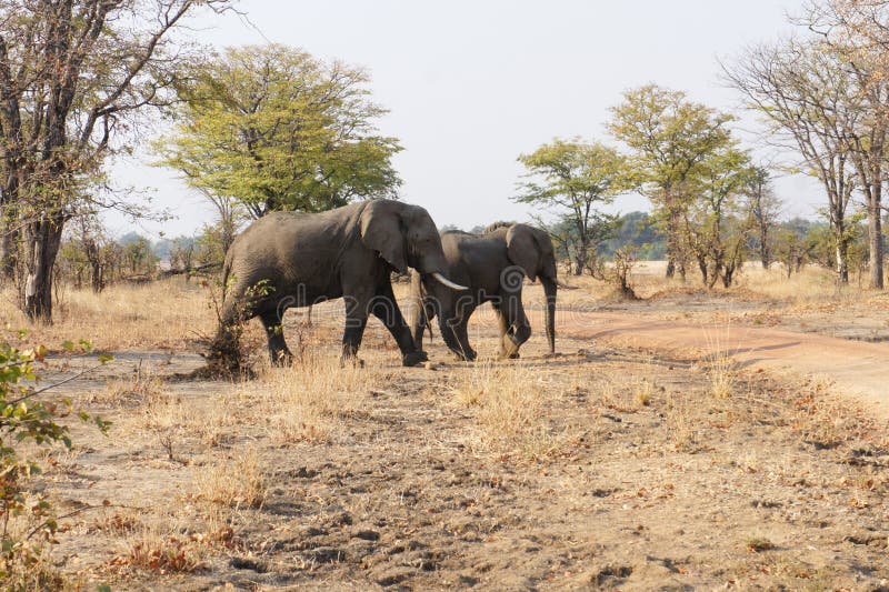 African Safrai Stock Photos - Free & Royalty-Free Stock Photos from ...