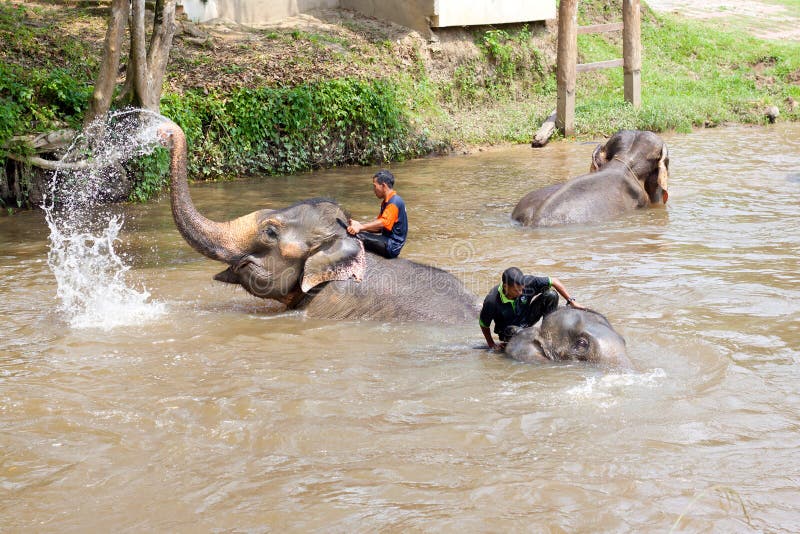 Elephants Bathing in the River Editorial Stock Photo - Image of ivory ...