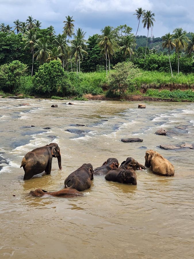 Elephants Bathing in a Tropical River. Stock Image - Image of natural ...