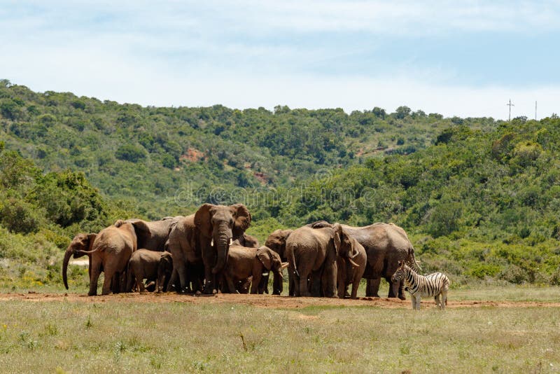 Elephants Bunching Together Stock Photo - Image of grass, mammal: 122017868